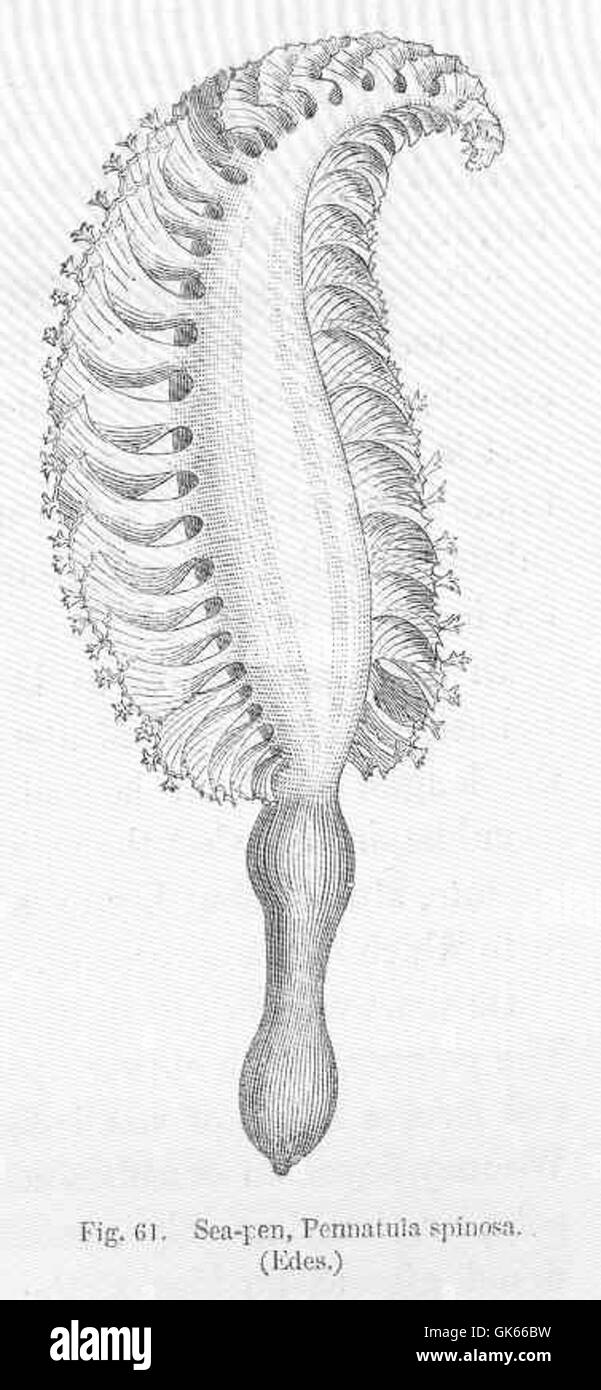 Sea Pen Drawing