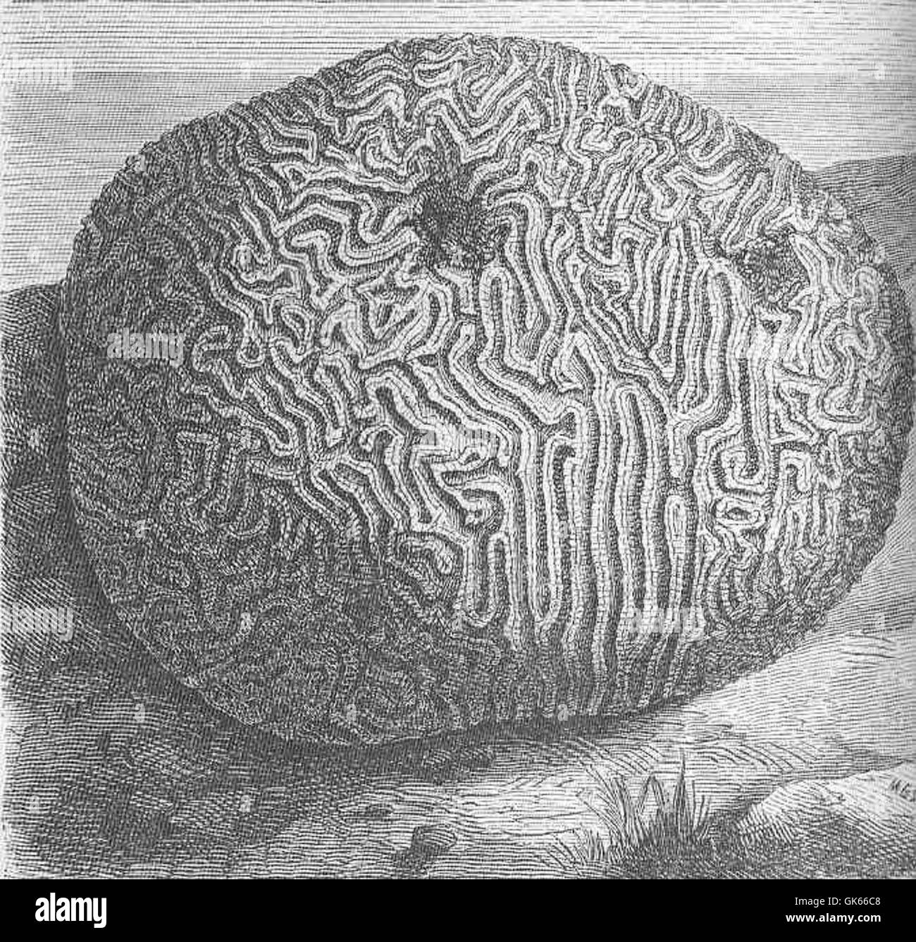 Brain corals Black and White Stock Photos & Images - Alamy