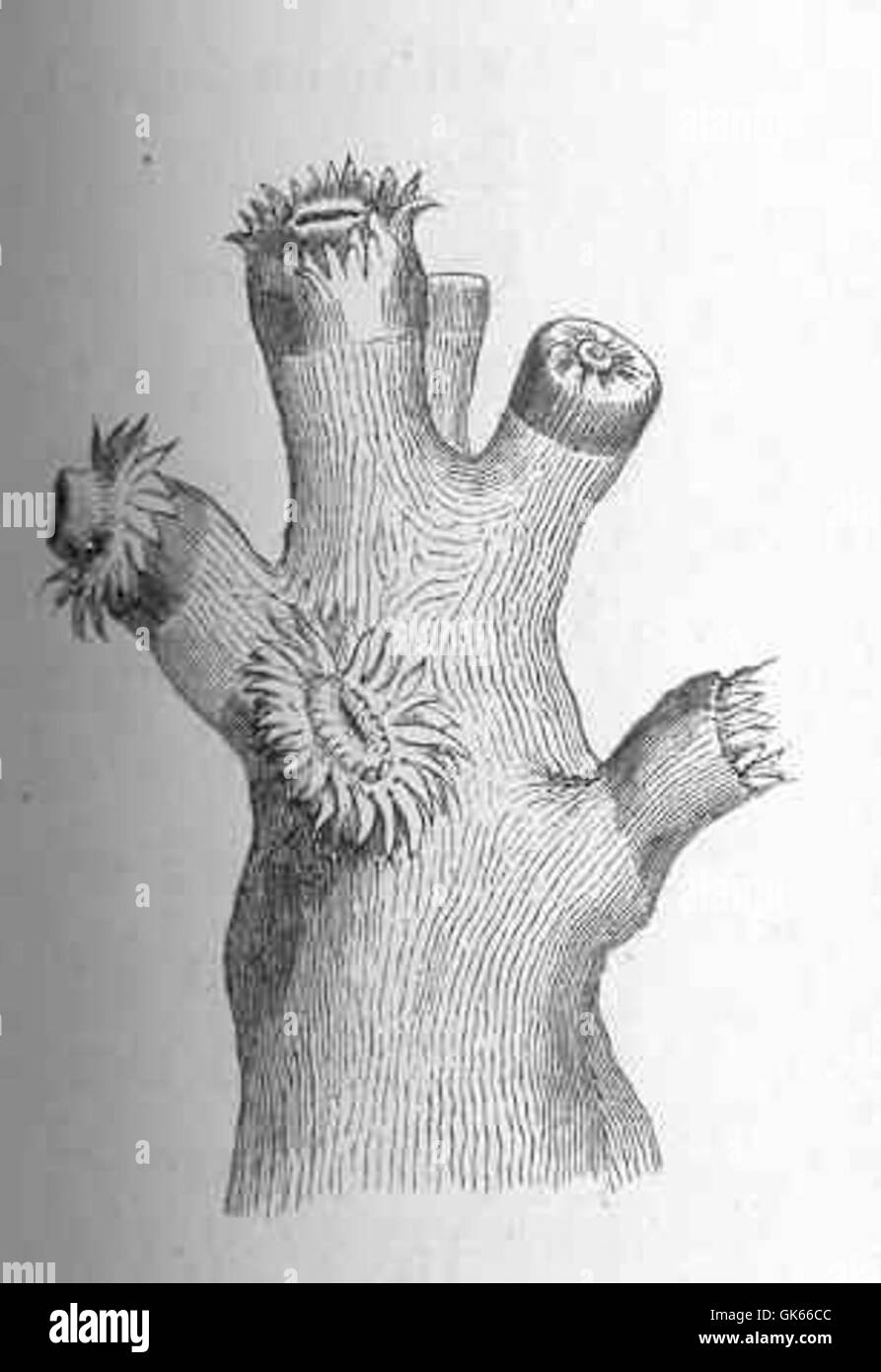 Blainville map hi-res stock photography and images - Alamy