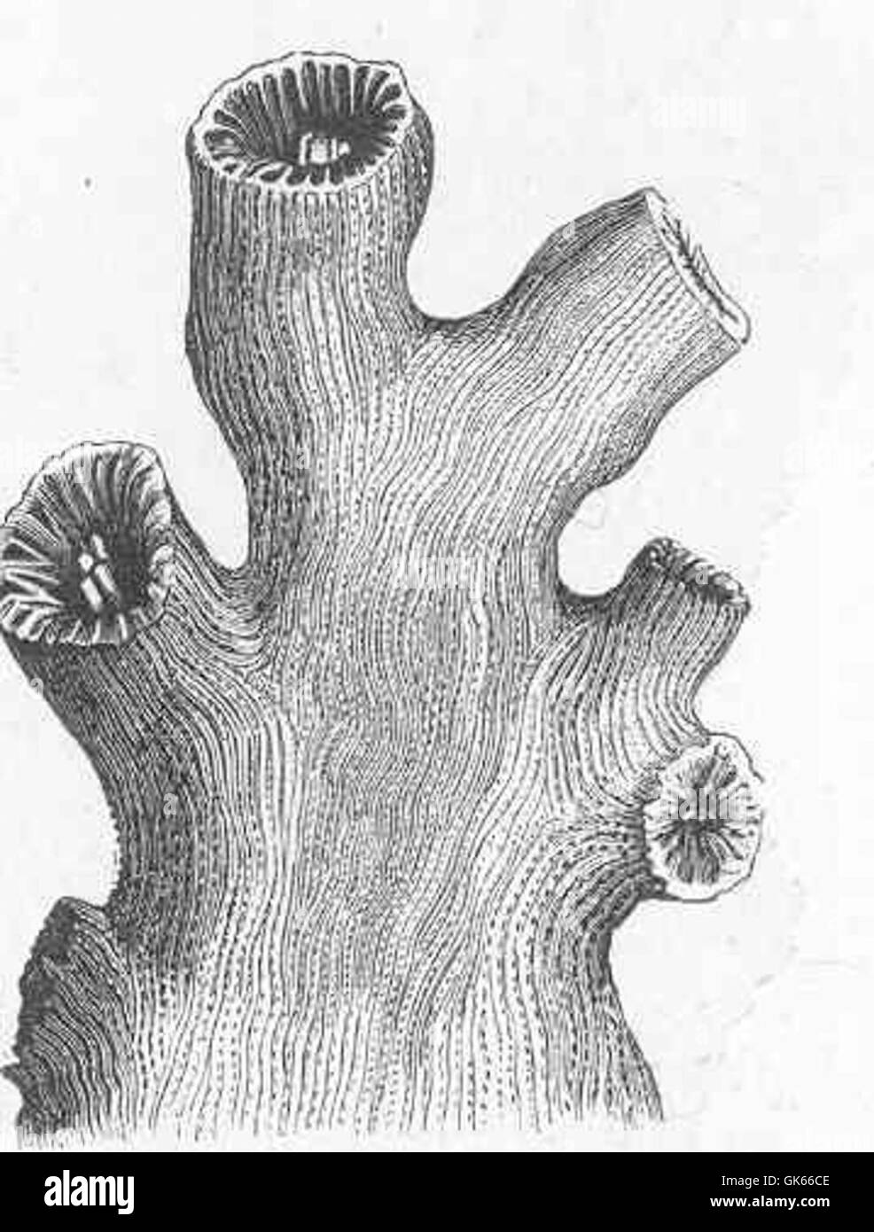 Blainville map hi-res stock photography and images - Alamy