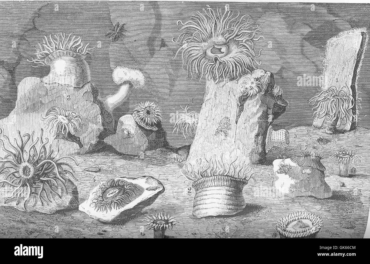 Sea anemones are marine invertebrates known for their colorful ...