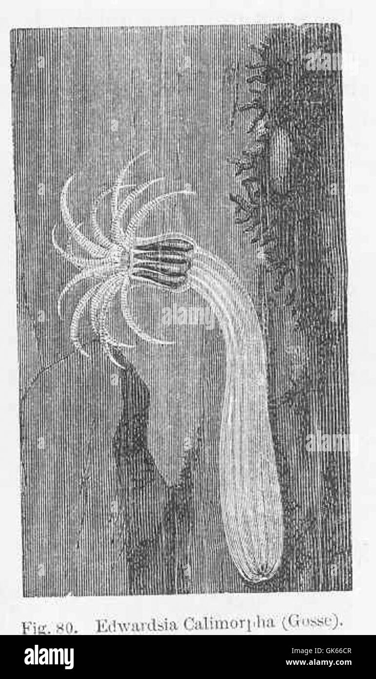 Gosse Black and White Stock Photos & Images - Alamy