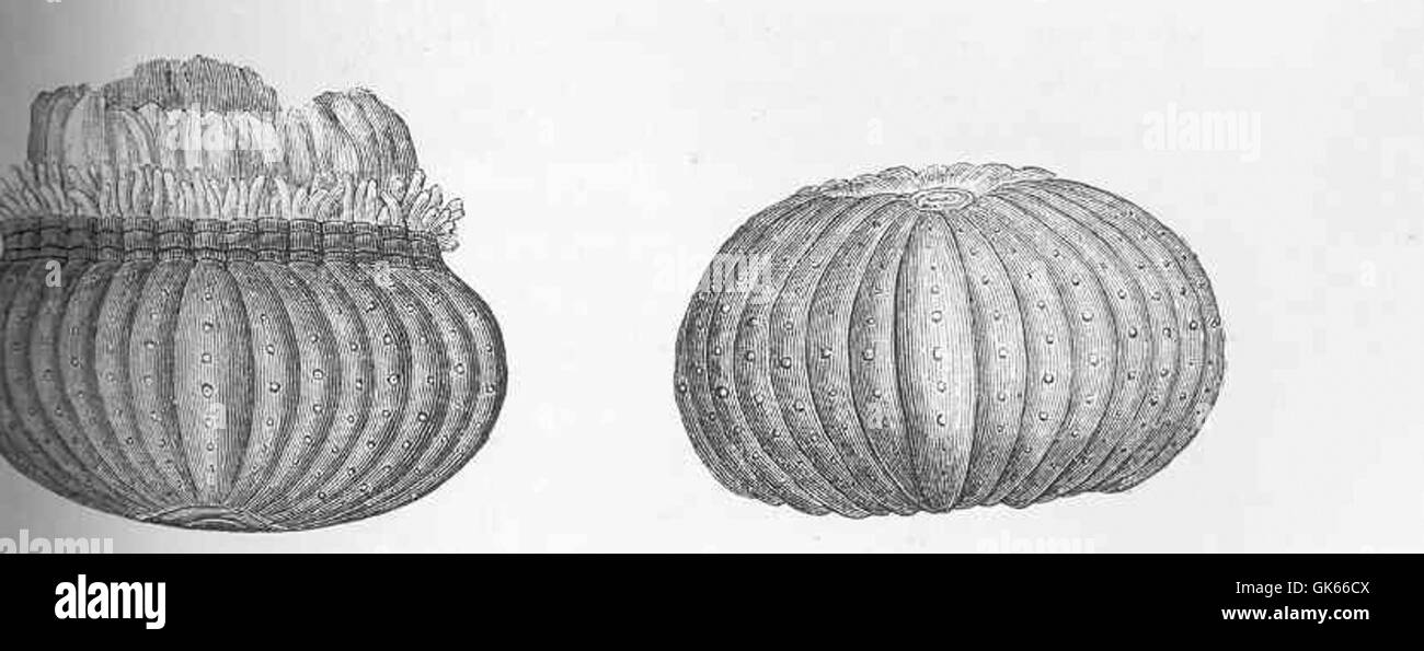 50094 Blue minyade Minyas caerulea (Cuvier Stock Photo - Alamy