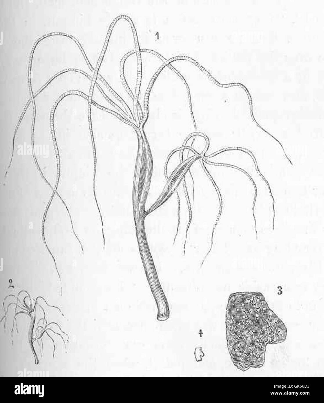 Hydra viridis, first described by Trembley, is a species of freshwater ...