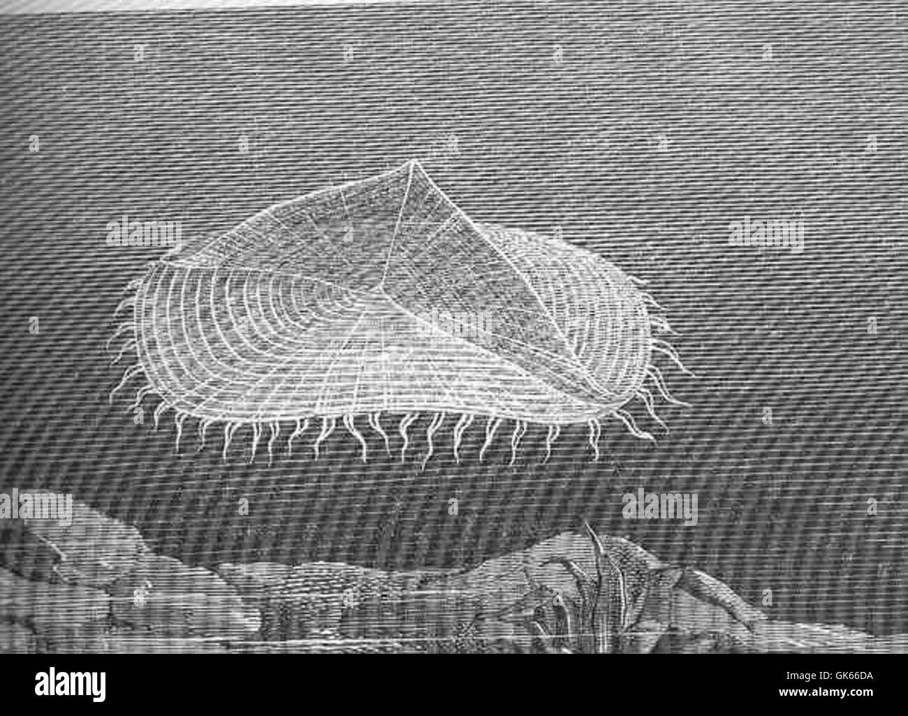 Deep sea siphonophore hi-res stock photography and images - Alamy