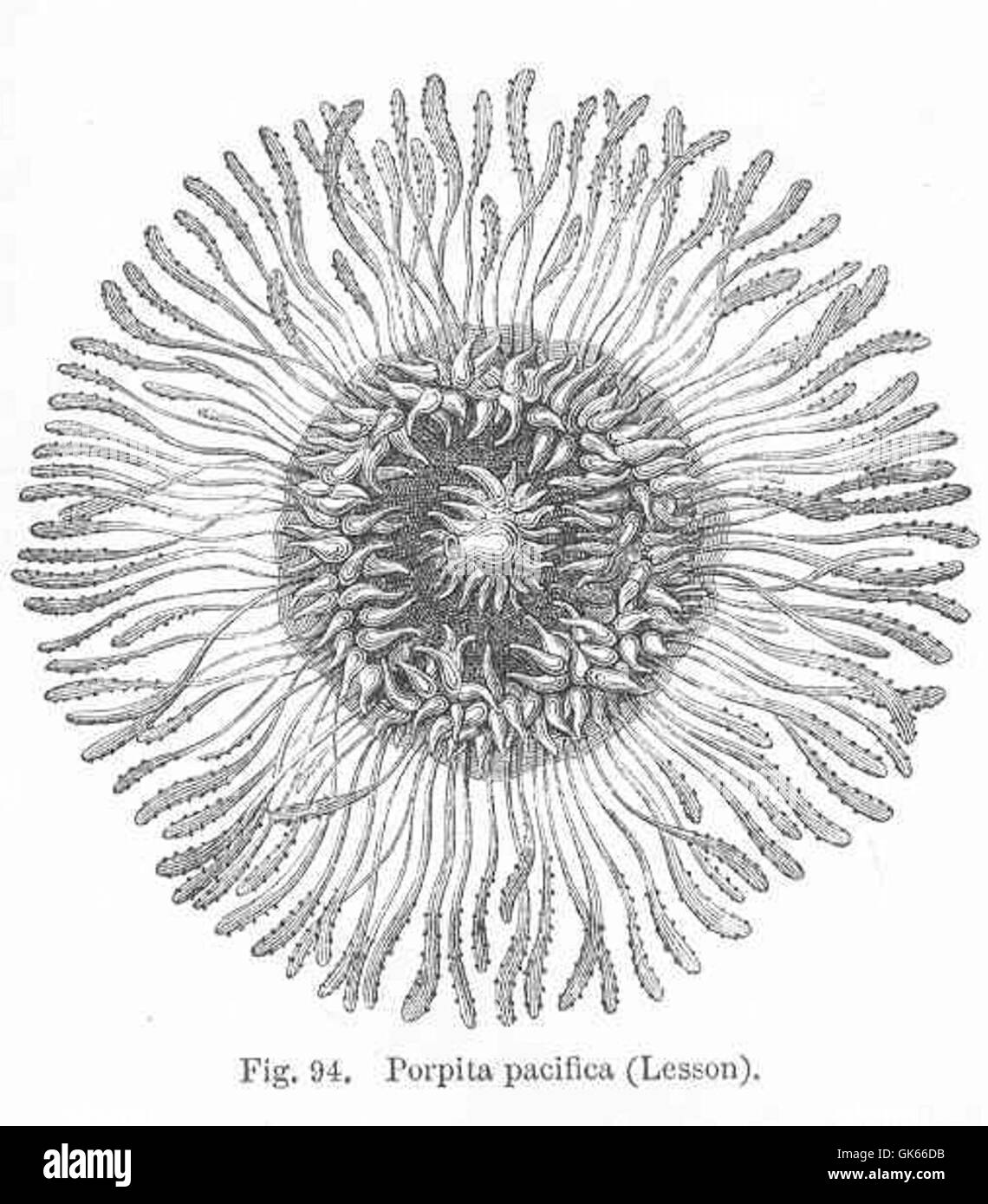 Species pacifica hi-res stock photography and images - Alamy