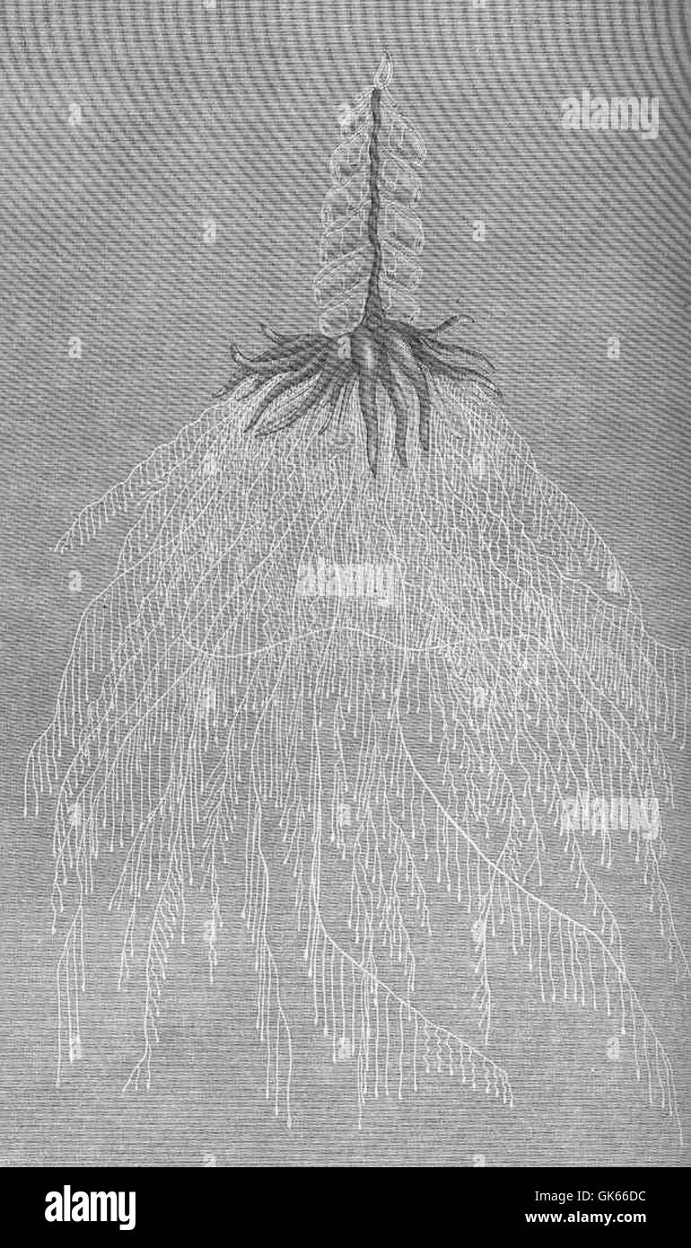 Colonial hydrozoan hi-res stock photography and images - Alamy