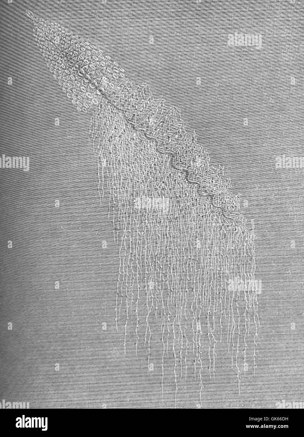 Apolemia contorta hi-res stock photography and images - Alamy