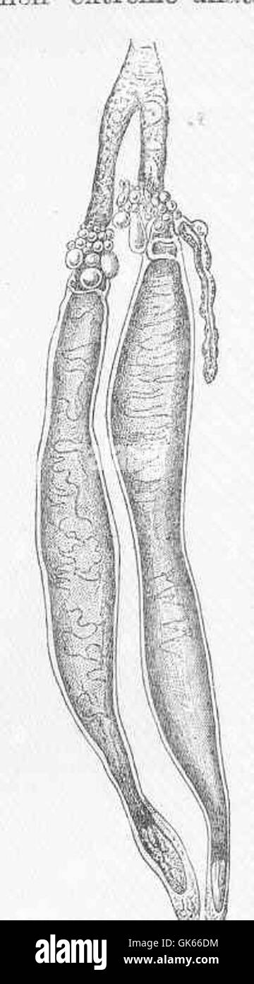 Apolemia contorta hi-res stock photography and images - Alamy