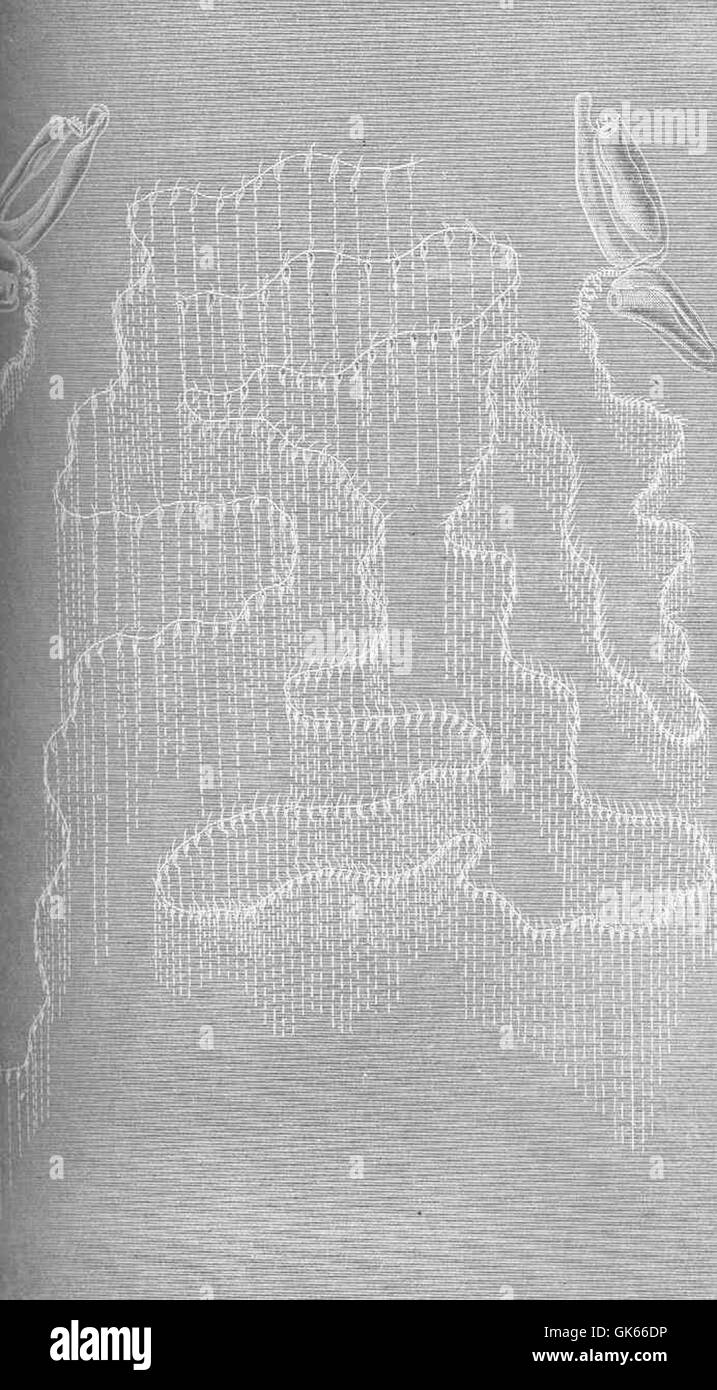Polychaete worms Black and White Stock Photos & Images - Alamy
