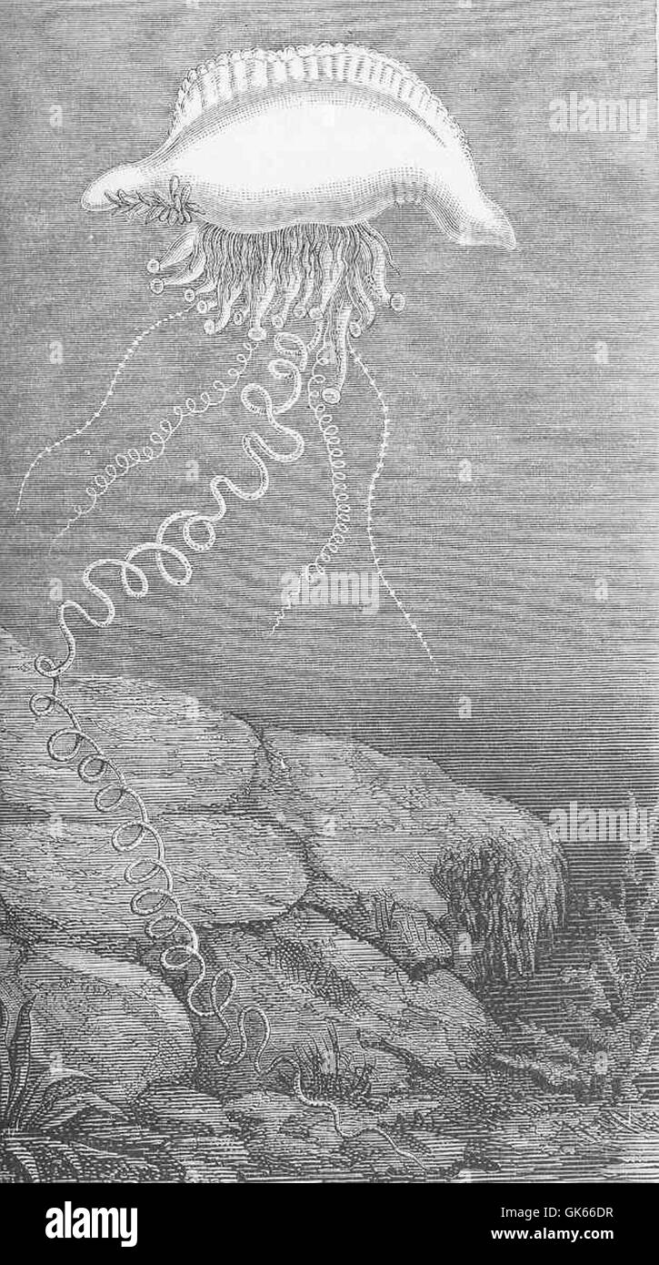 Utriculus hi-res stock photography and images - Alamy