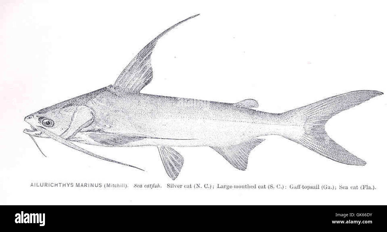 Gaff topsail catfish hi-res stock photography and images - Alamy