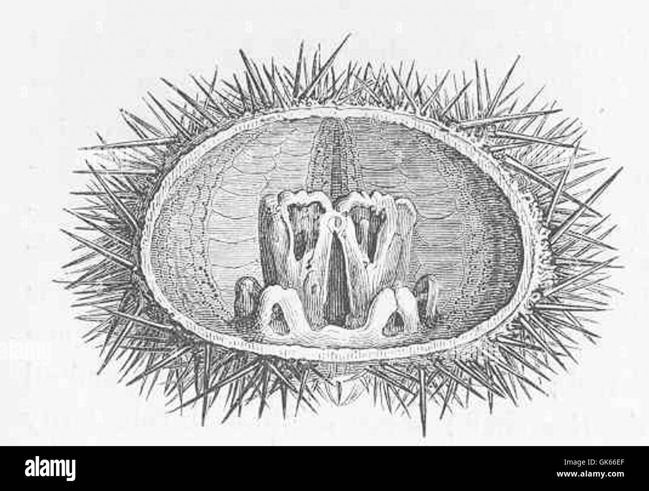 Masticating apparatus hi-res stock photography and images - Alamy