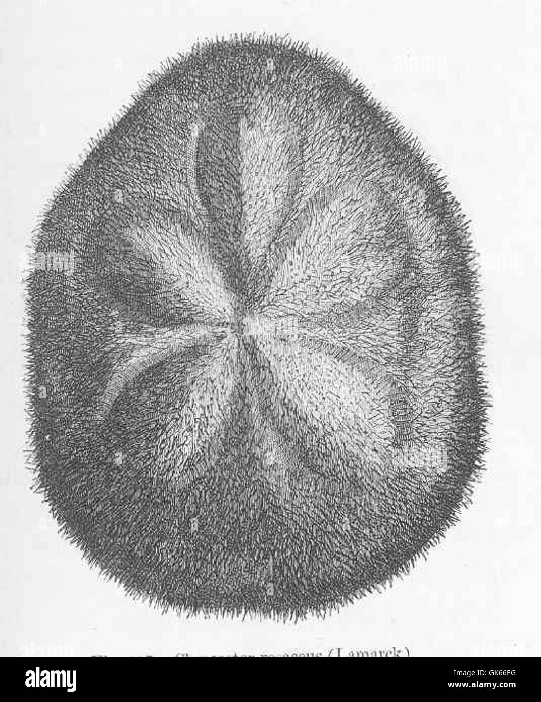 *Clypeaster rosaceus*, commonly known as the rose urchin, is a species ...