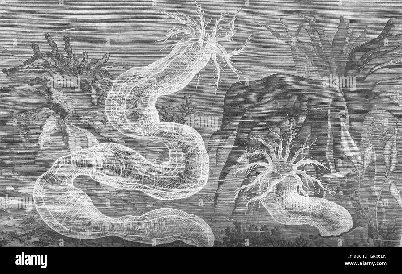 Synapta hi-res stock photography and images - Alamy