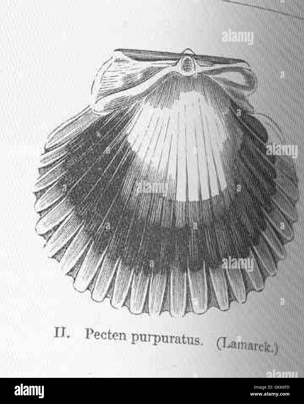 Scallop species Black and White Stock Photos & Images - Alamy