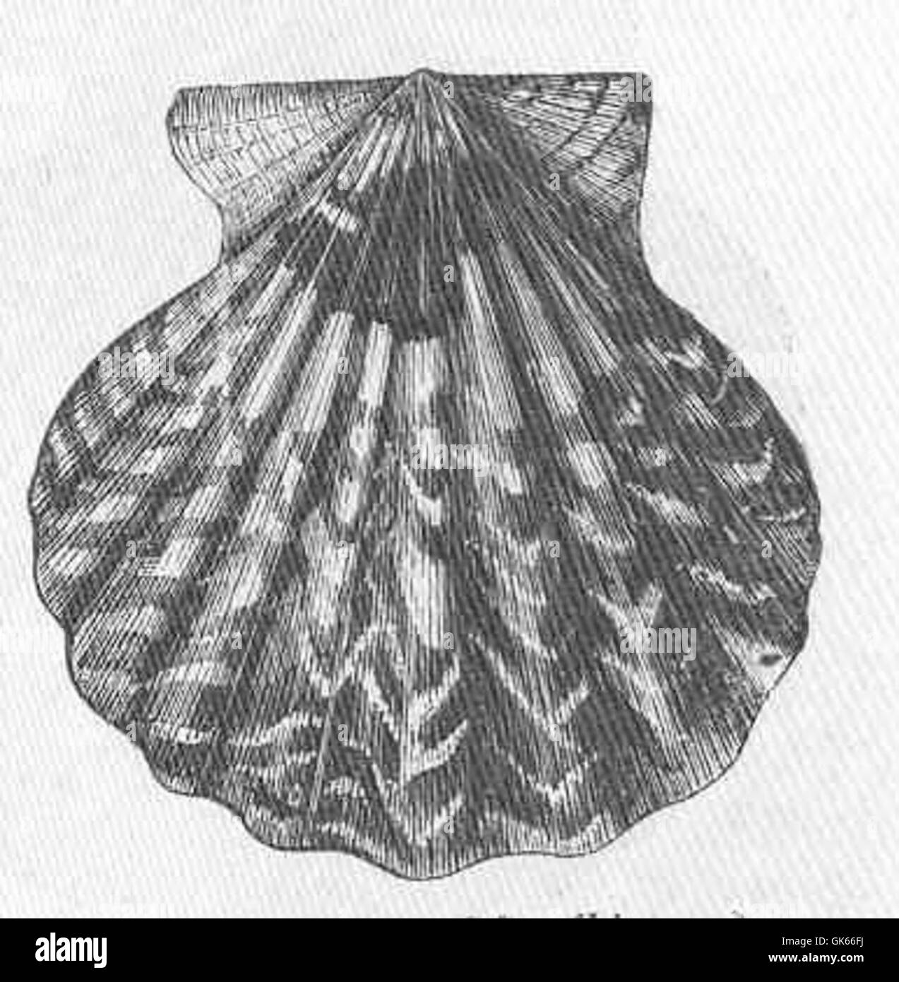 Pecten glaber hi-res stock photography and images - Alamy
