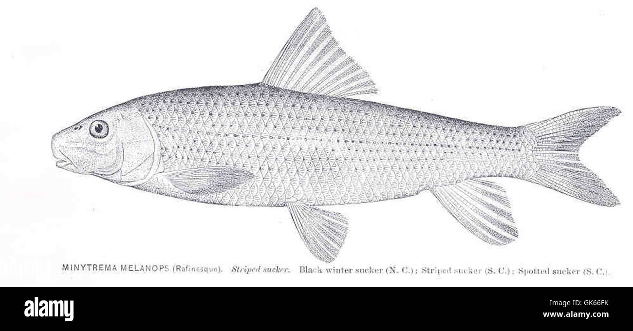 Minytrema melanops hi-res stock photography and images - Alamy