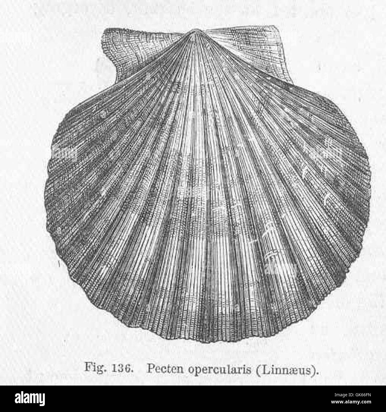 Opercularis Black and White Stock Photos & Images - Alamy