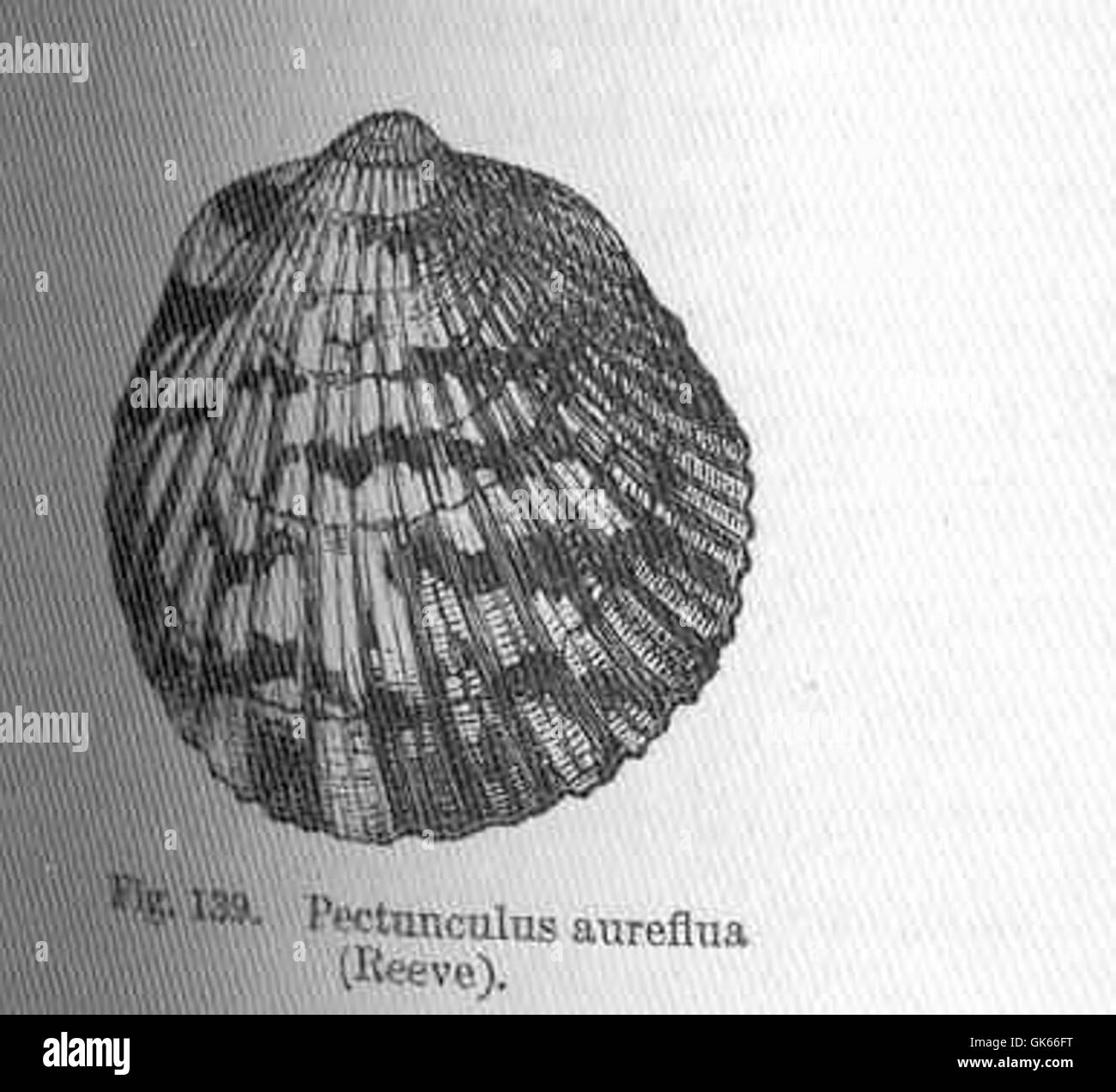 Species of clam Black and White Stock Photos & Images - Alamy