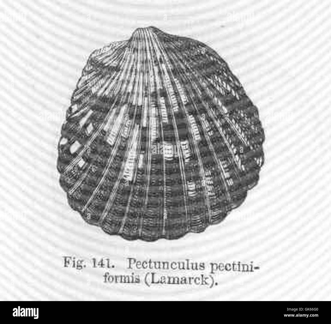 Pectunculus pectiniformis, a species of clam identified by Lamarck, is ...