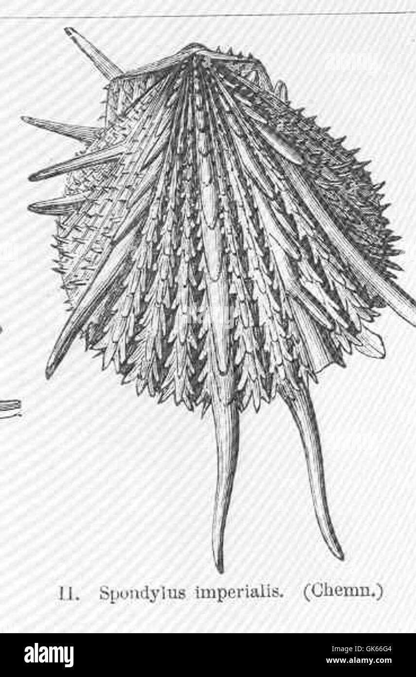 Spondylus imperialis hi-res stock photography and images - Alamy