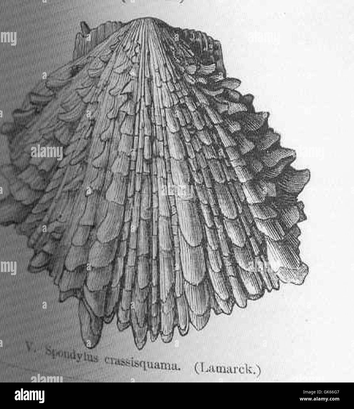 Spondylus crassisquama hi-res stock photography and images - Alamy