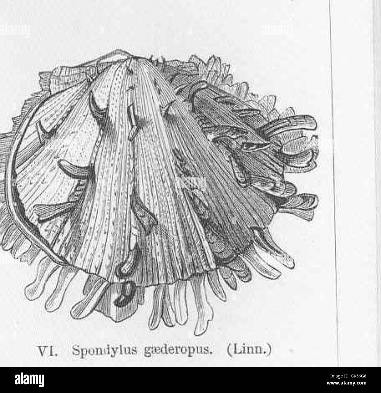 Spondylus species Black and White Stock Photos & Images - Alamy