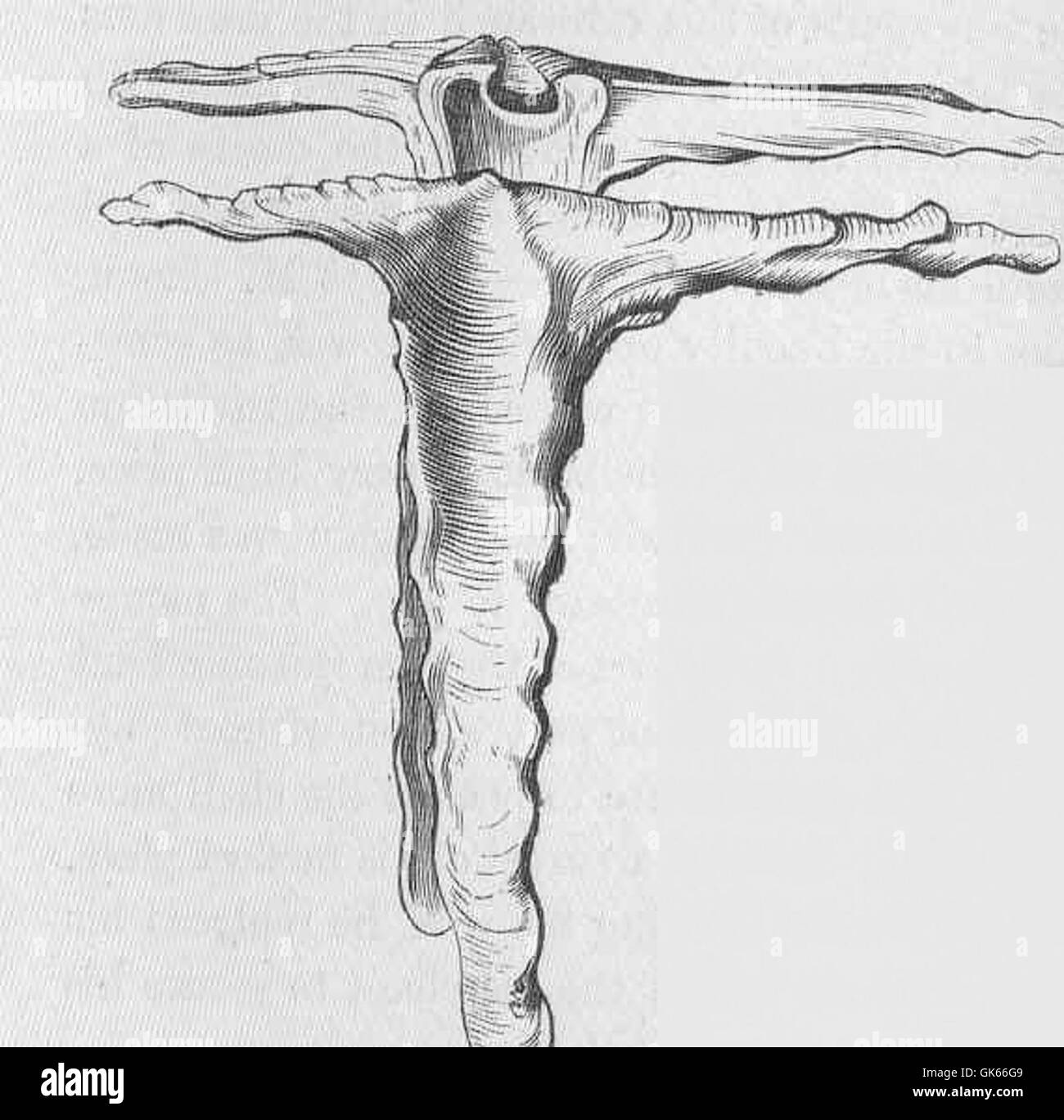 Lamarck Black and White Stock Photos & Images - Alamy