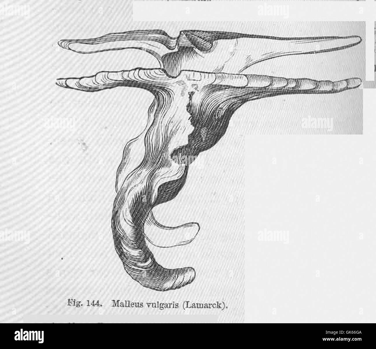 Hammer oyster Black and White Stock Photos & Images - Alamy