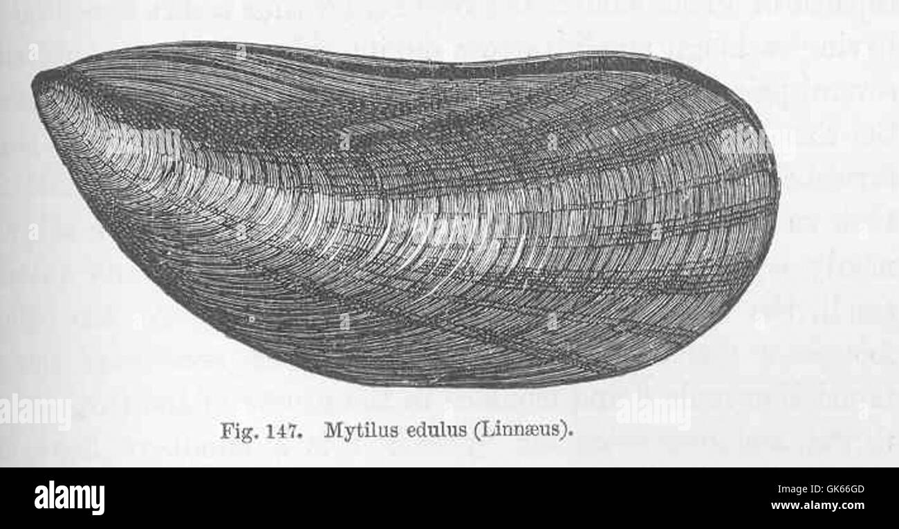 50177 Mytilus edulus (Linnaeus Stock Photo - Alamy