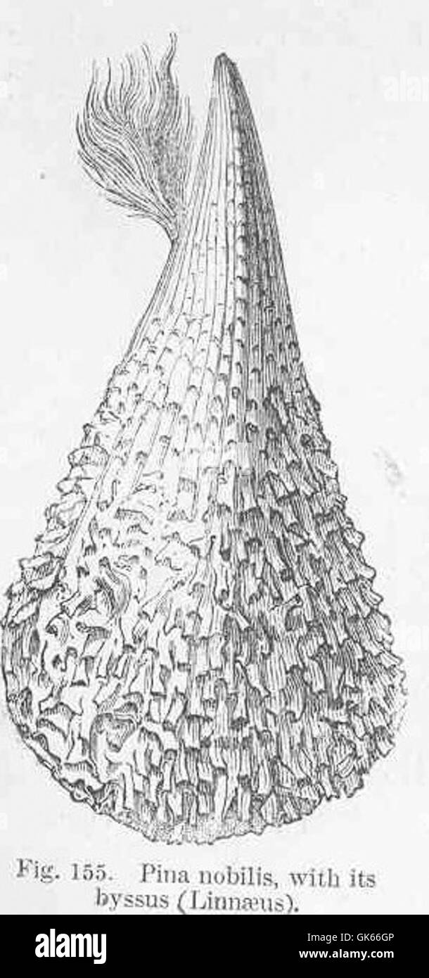 Clam shell large Black and White Stock Photos & Images - Alamy