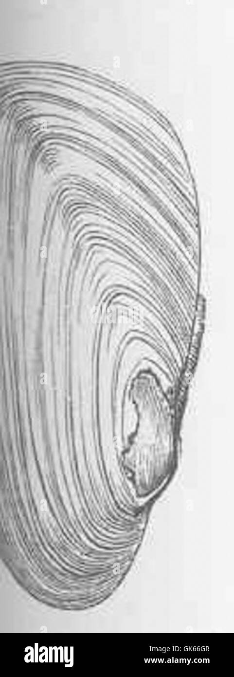 50186 Anodonta angulais (Lea Stock Photo - Alamy