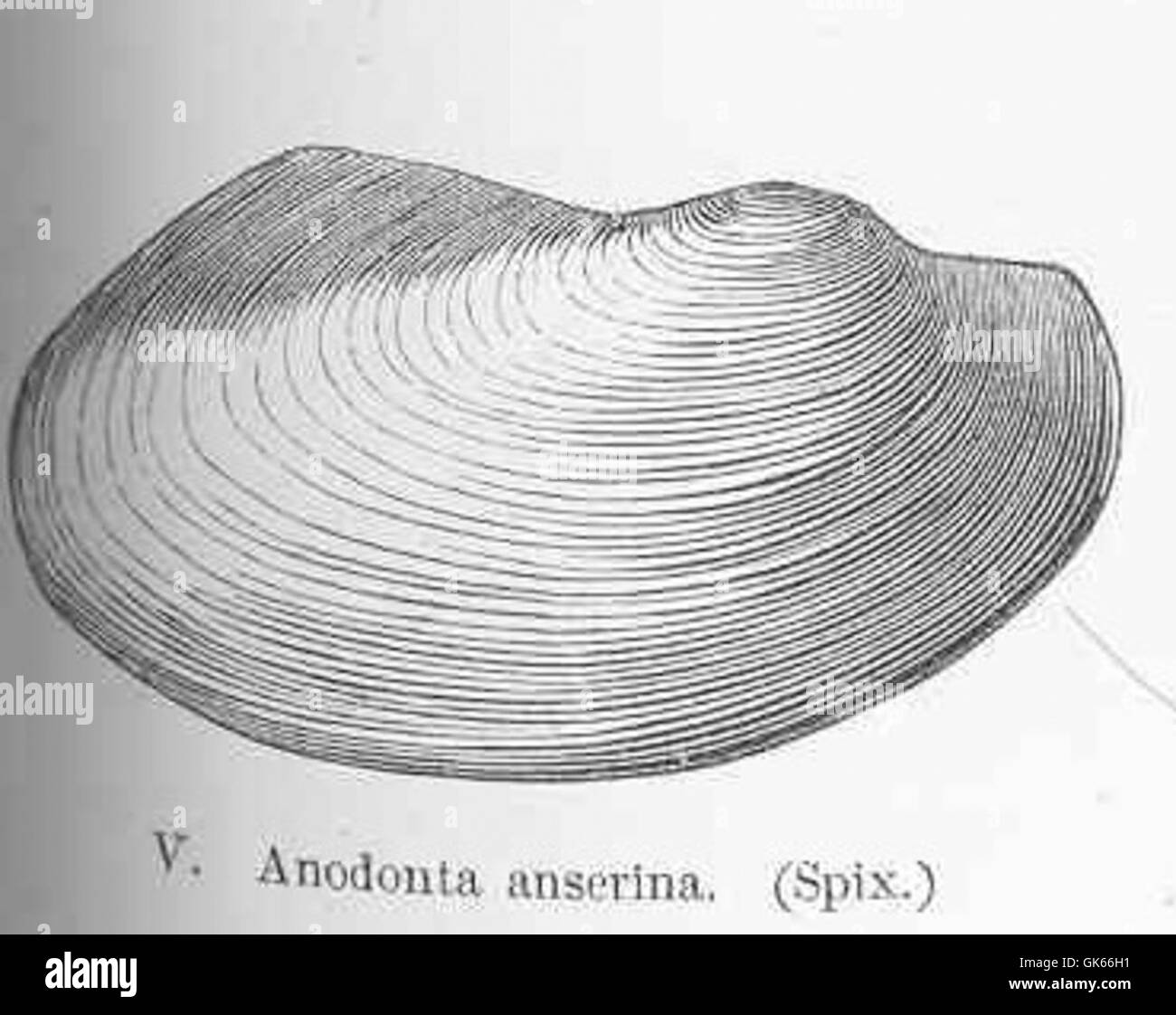 River mollusks Black and White Stock Photos & Images - Alamy