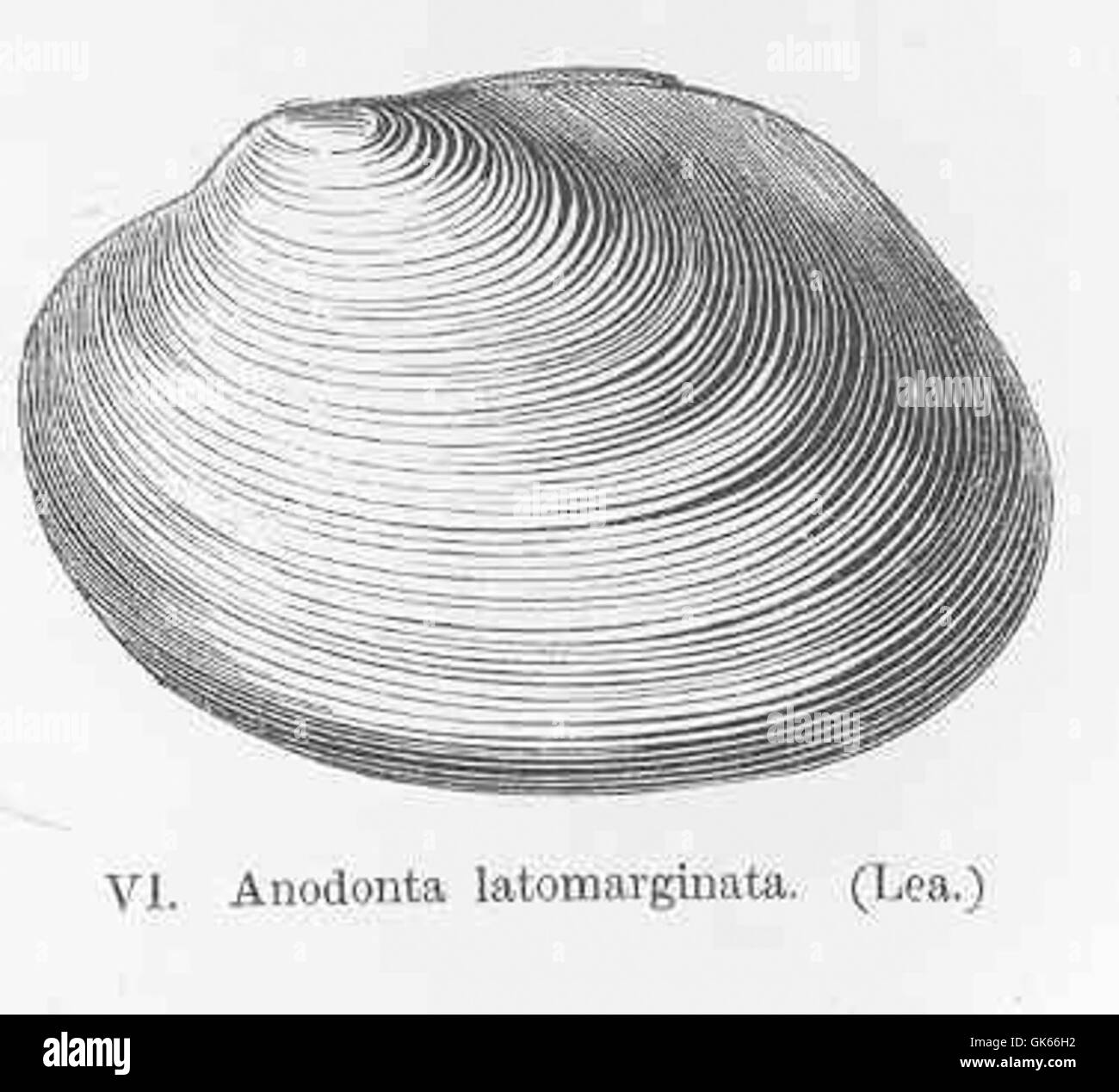 50191 Anodonta latomarginata (Lea Stock Photo - Alamy
