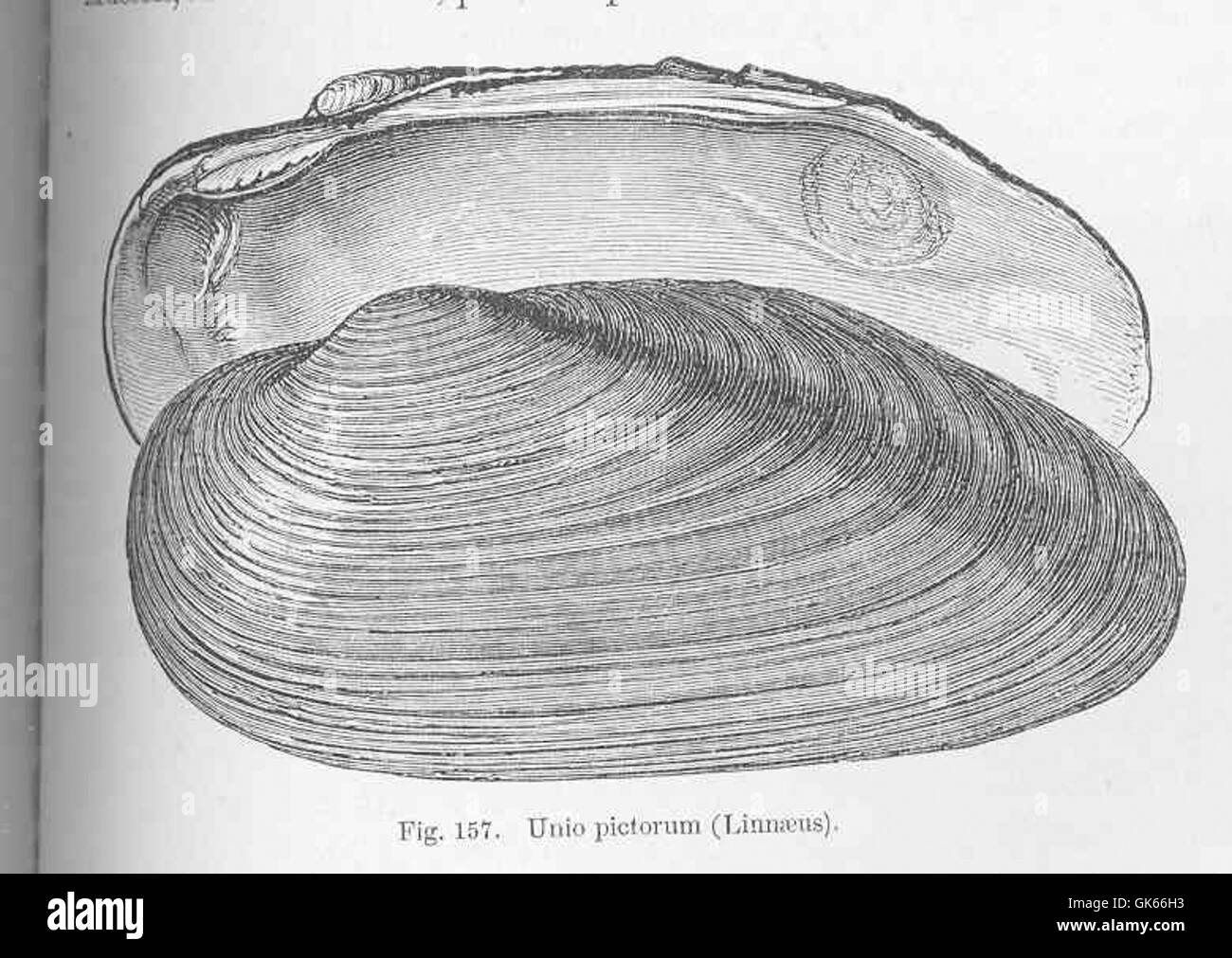 Unio pictorum, commonly known as the painter's mussel, is a freshwater ...