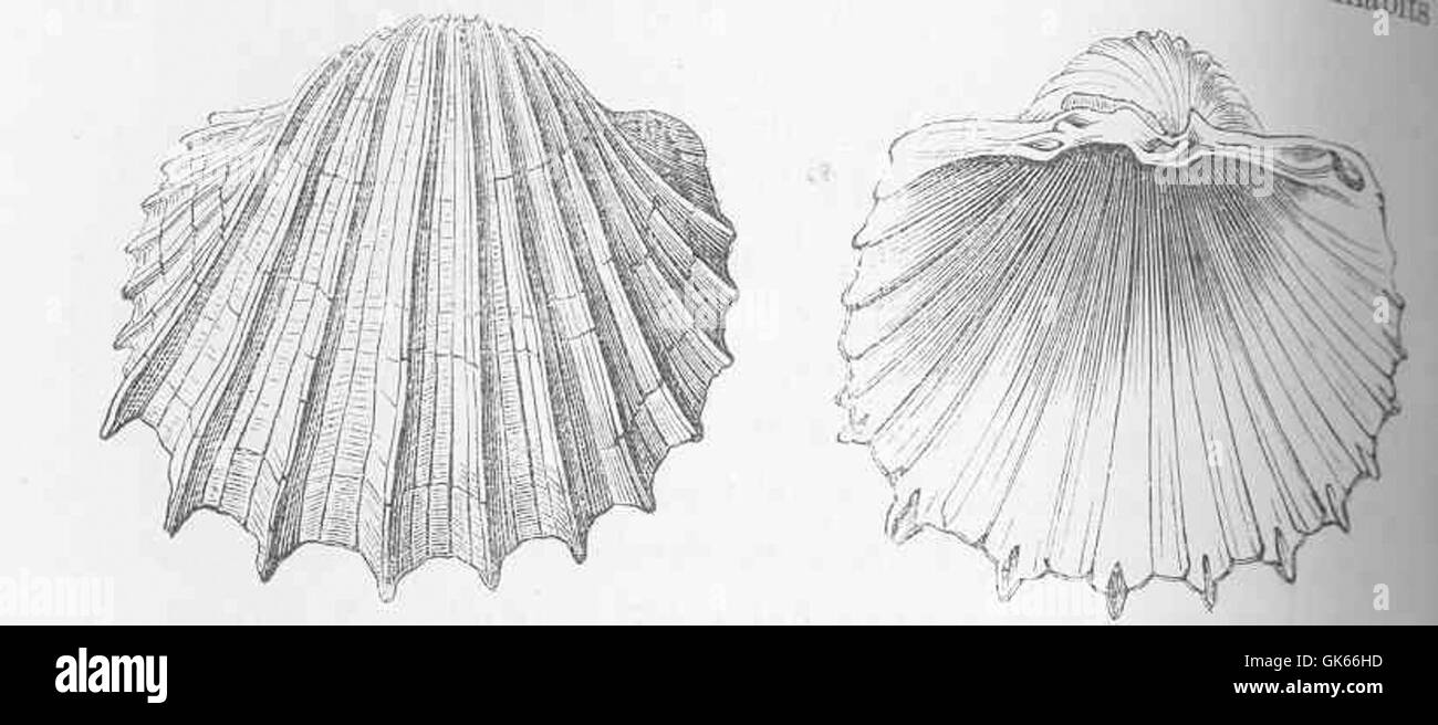 Cardium costatum hi-res stock photography and images - Alamy