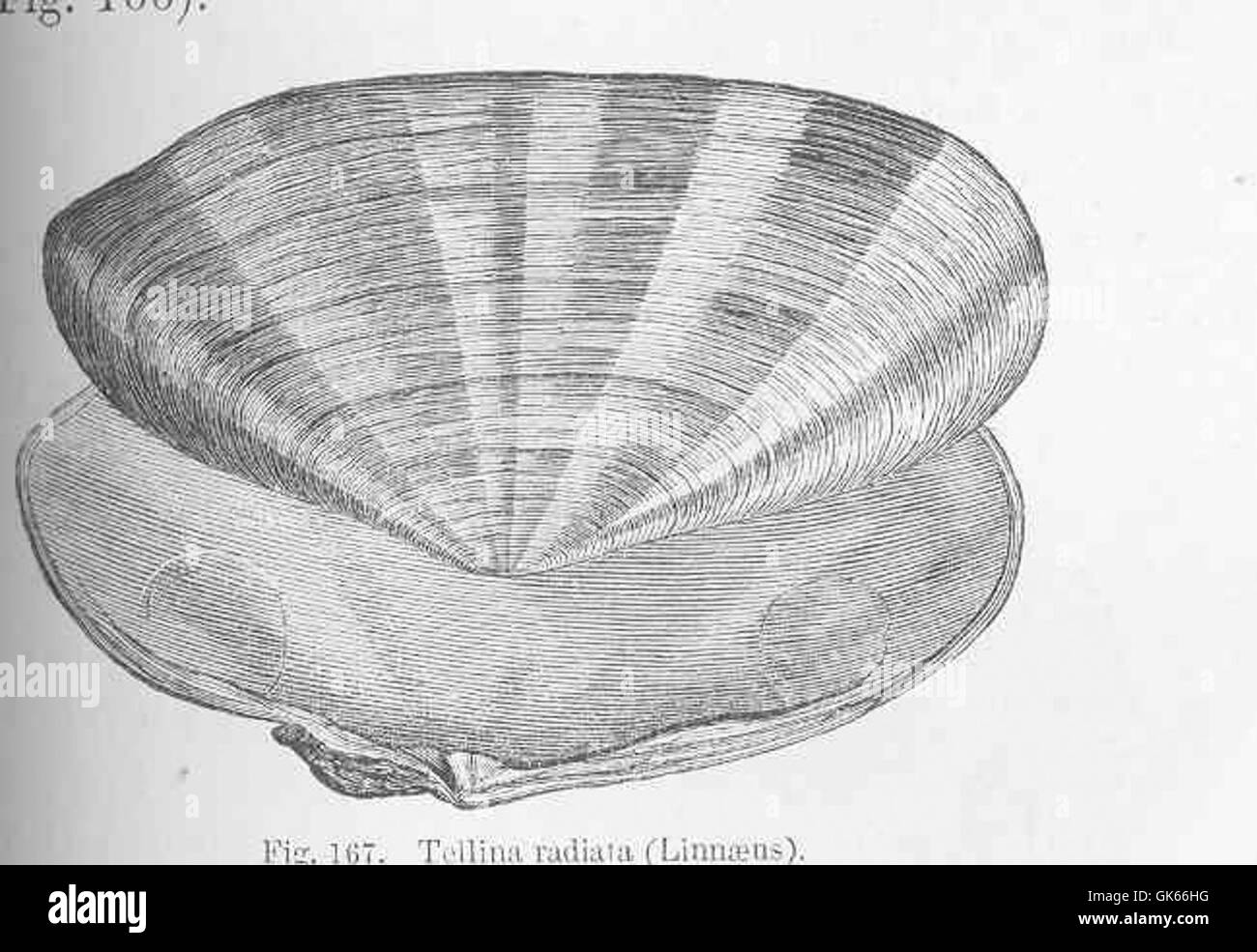 Tellina radiata hi-res stock photography and images - Alamy