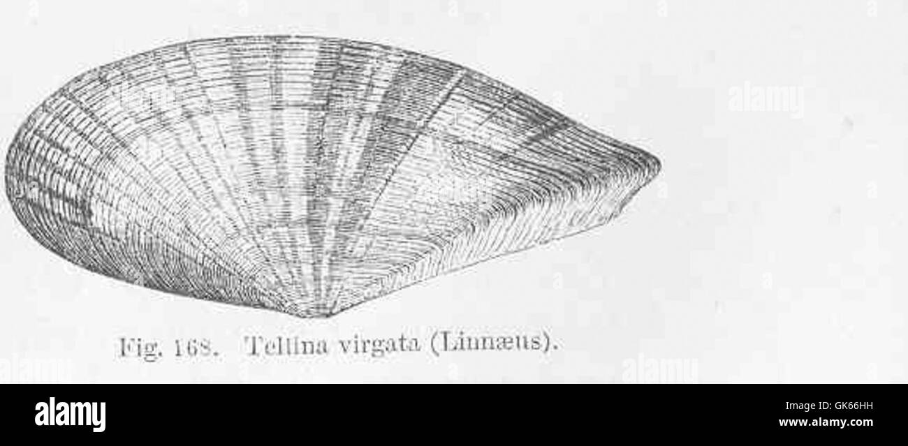 Virgata Black and White Stock Photos & Images - Alamy