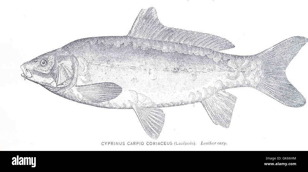 Leather carp cyprinus carpio carpio hi-res stock photography and images ...