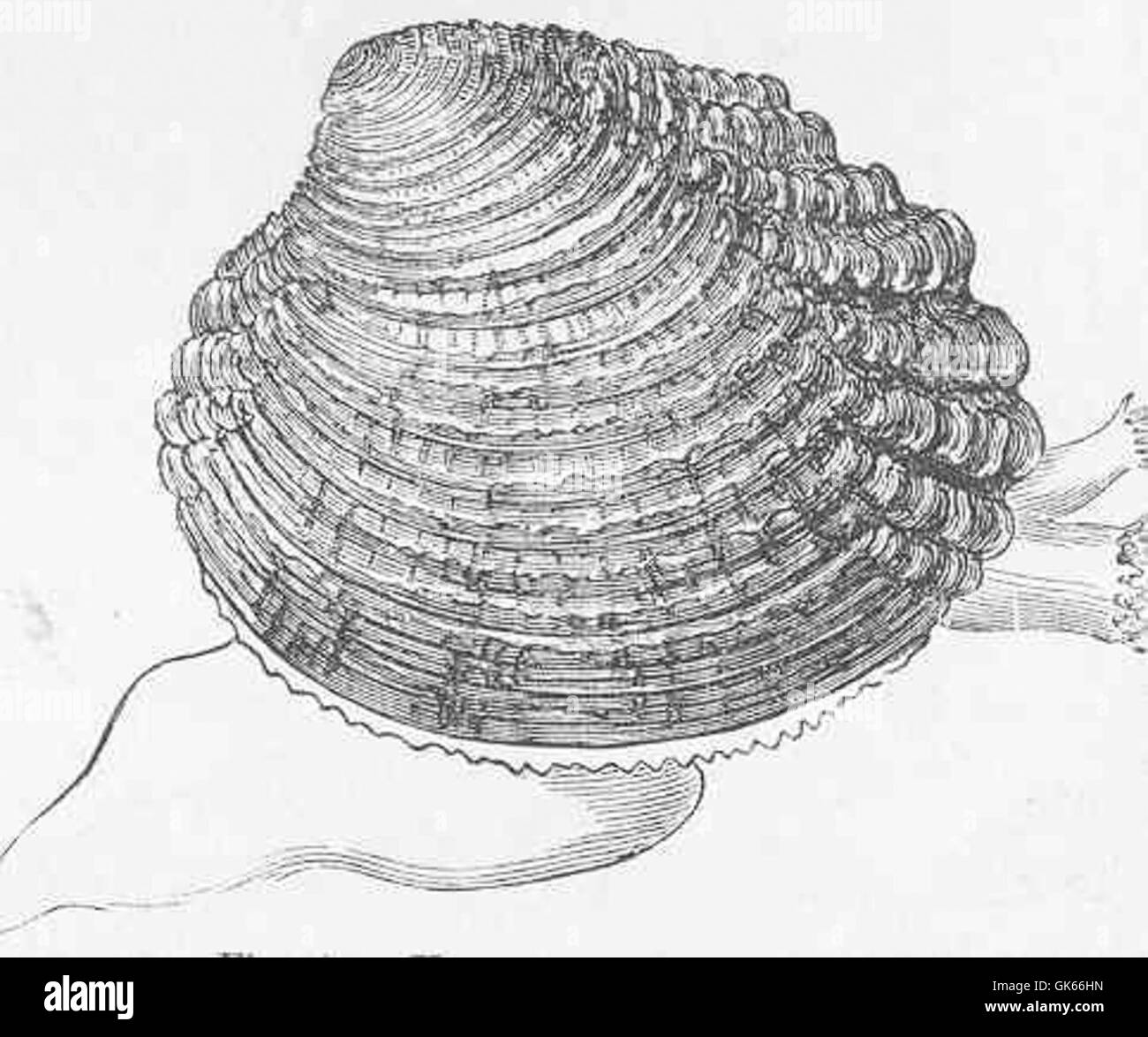 Map Of Venus Black and White Stock Photos & Images - Alamy