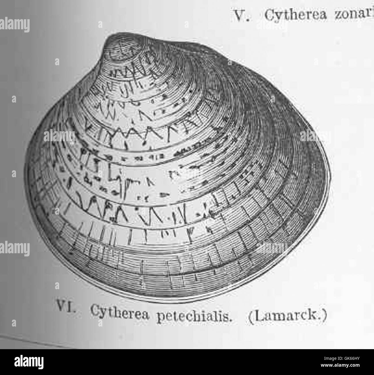 Cytherea petechialis hi-res stock photography and images - Alamy