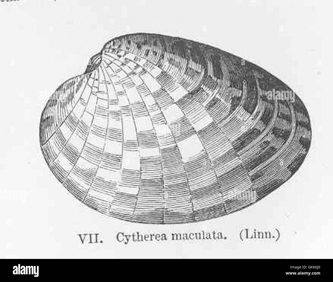 Maculata Black and White Stock Photos & Images - Alamy