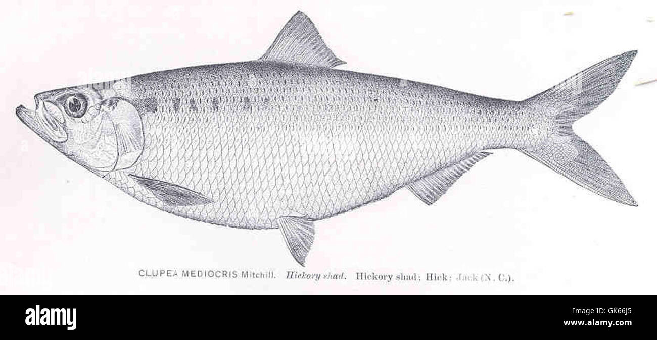 Hickory map hi-res stock photography and images - Alamy