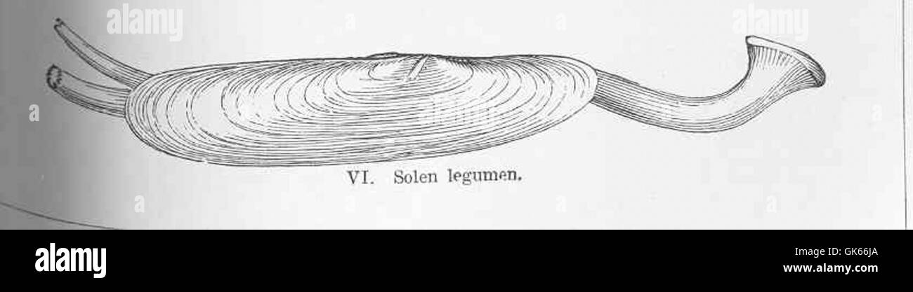 Solen legumen hi-res stock photography and images - Alamy