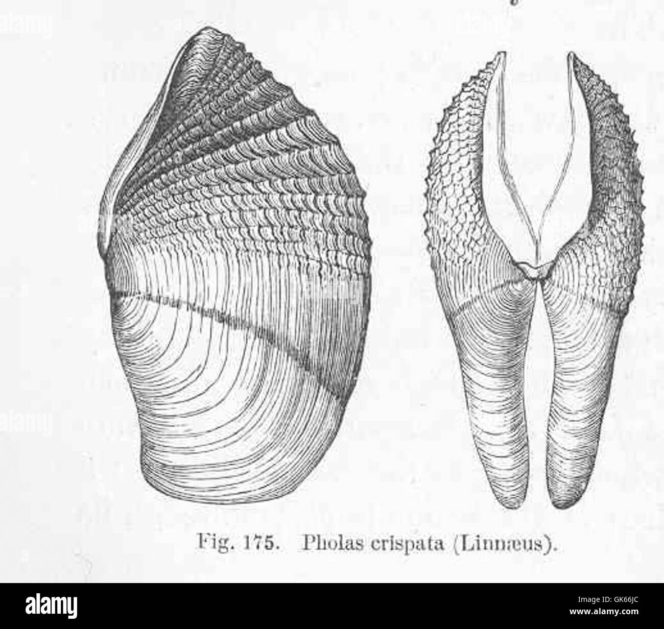 Crispala hi-res stock photography and images - Alamy