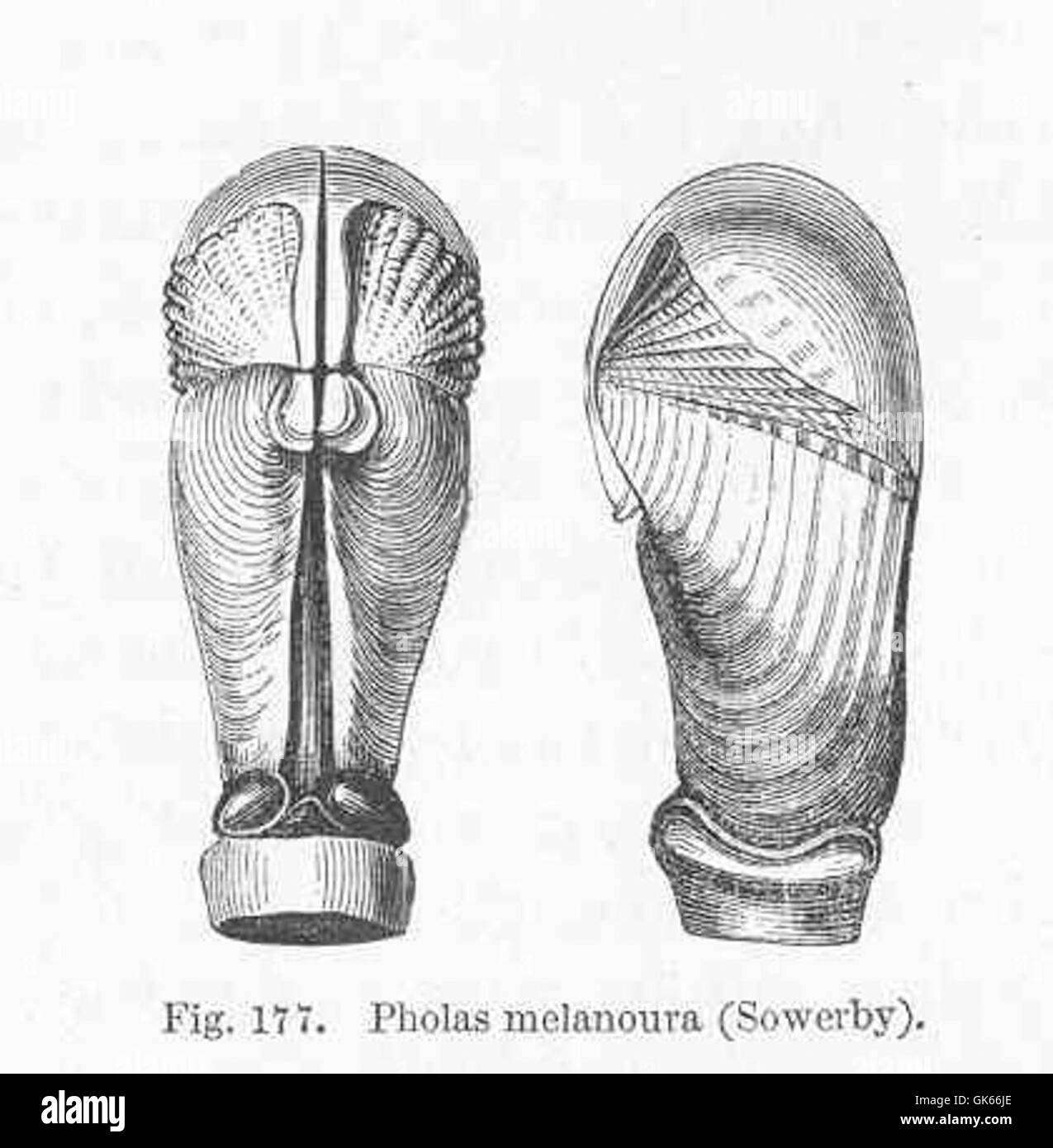 Clams burrowing clams Cut Out Stock Images & Pictures - Alamy