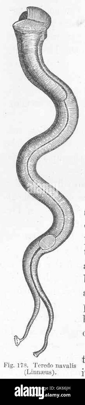 Teredo Navalis High Resolution Stock Photography and Images - Alamy