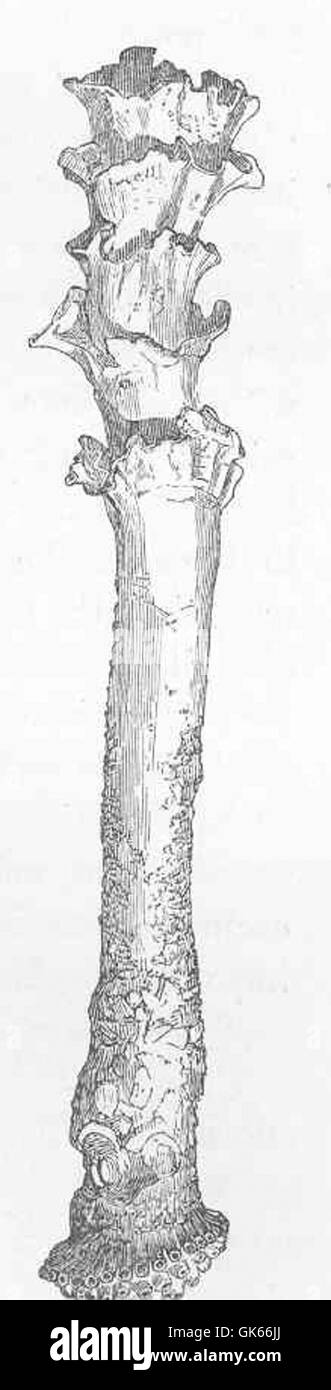 Family microcionidae hi-res stock photography and images - Alamy