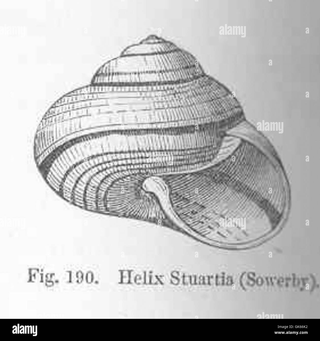 Terrestrial snail shell Black and White Stock Photos & Images - Alamy